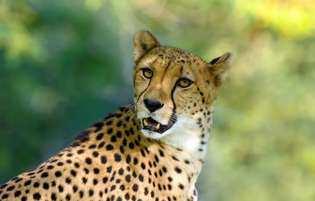 Wallpaper look, face, nature, pose, portrait, mouth, Cheetah, fangs for ...