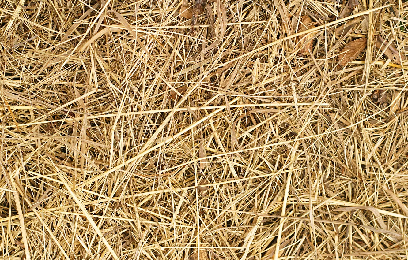 Wallpaper texture, hay, dry grass, hay wallpaper, hay texture, hay ...