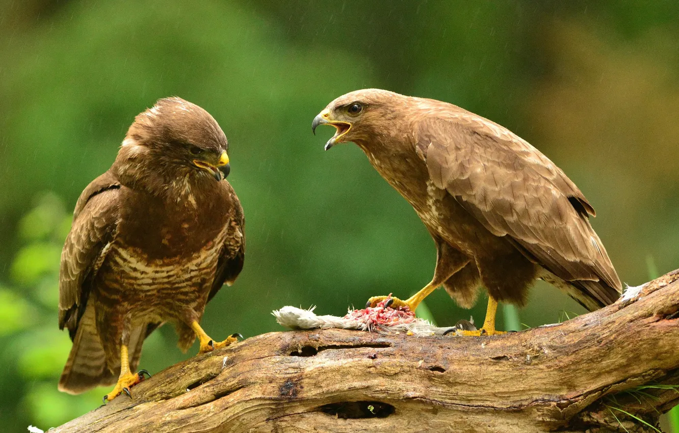 Wallpaper bird, animal, wildlife, .Hawk Bird Of Prey for mobile and ...