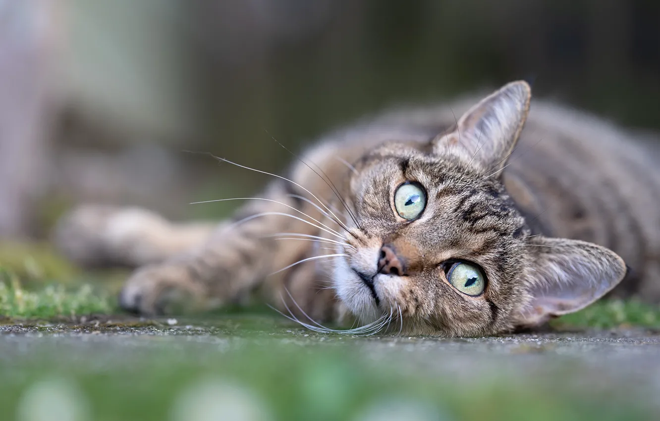 Wallpaper cat, cat, look for mobile and desktop, section кошки ...