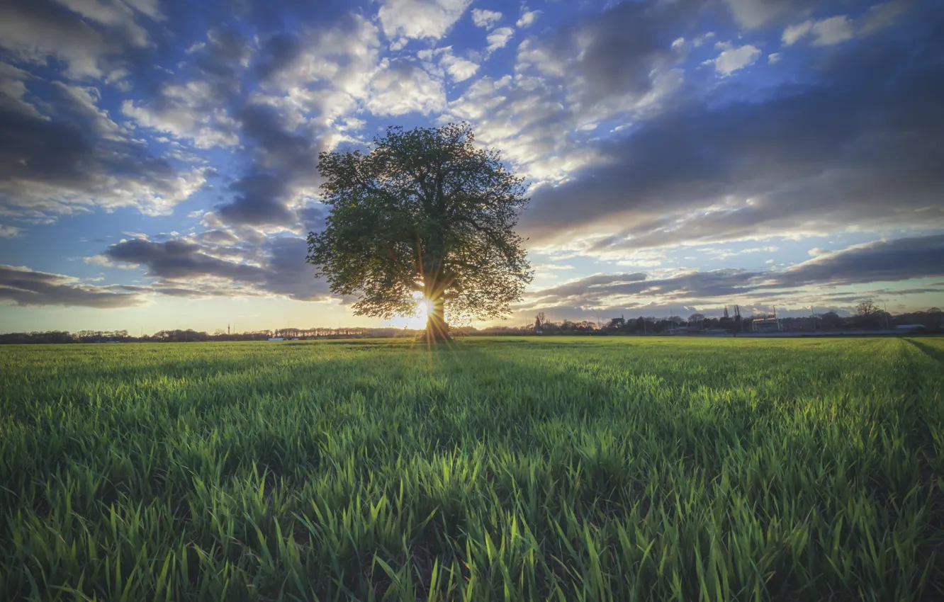 Wallpaper field, tree, space for mobile and desktop, section пейзажи ...