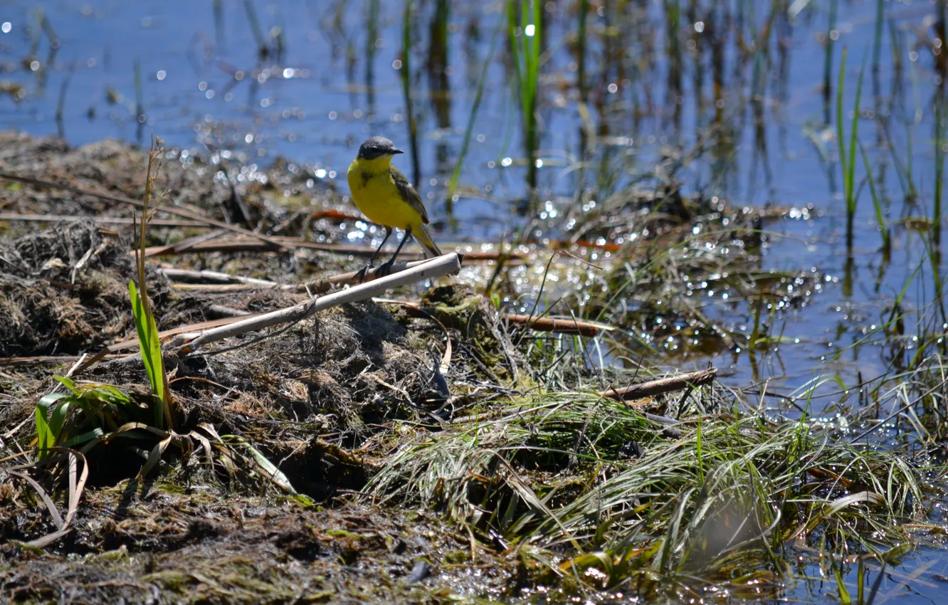 Wallpaper nature, river, bird for mobile and desktop, section природа ...