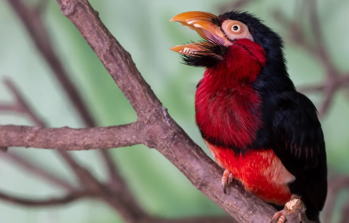 Wallpaper nature, bird, Senegalese Libya, Zwartbandbaardvogel for ...
