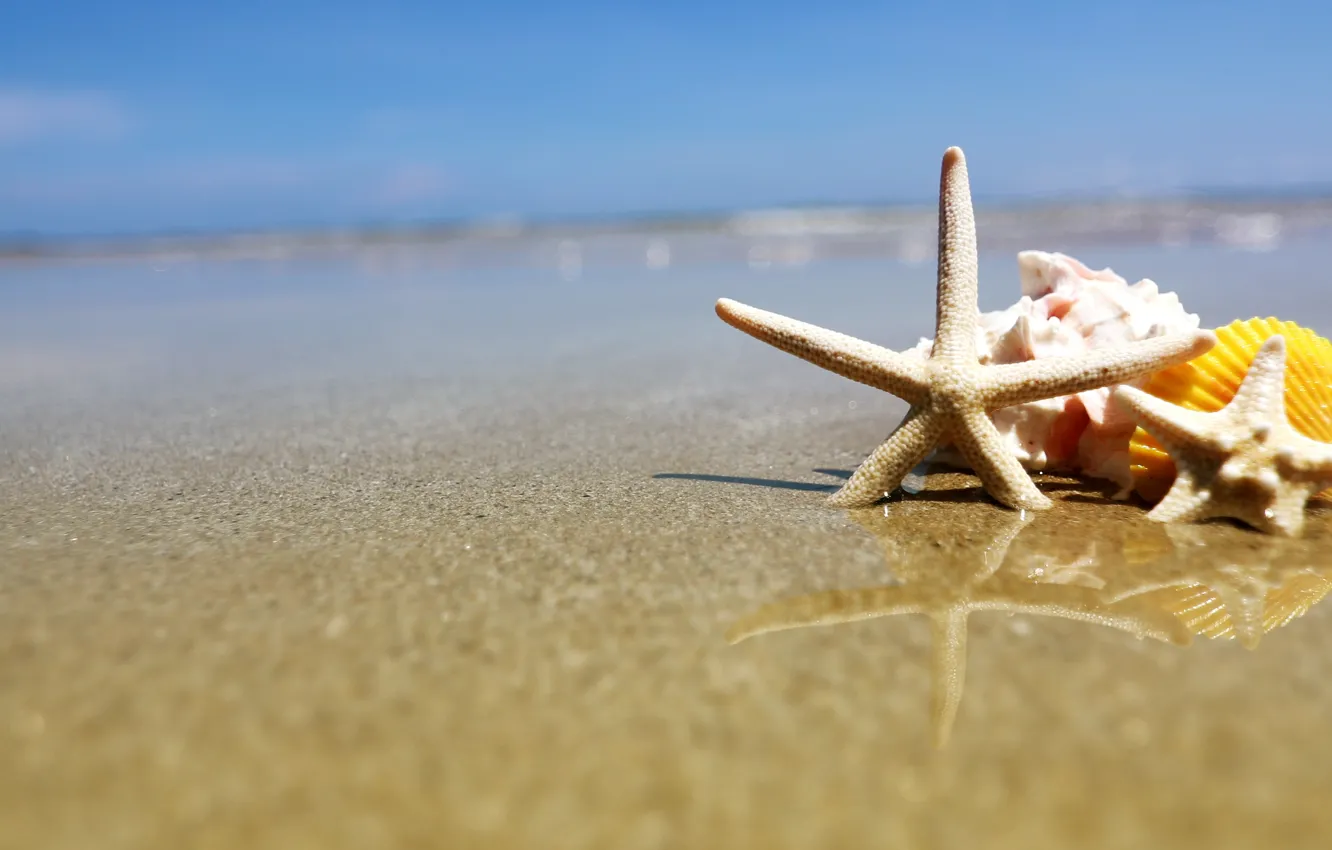 Wallpaper sand, beach, summer, shell, summer, beach, sea, sand for ...