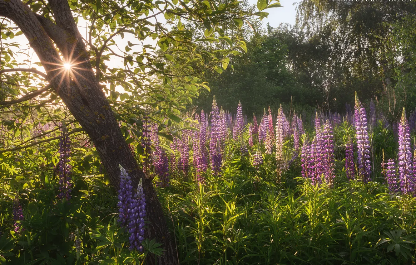 Wallpaper GRASS, GREENS, FLOWERS, LIGHT, TREES, RAYS, DAWN ...