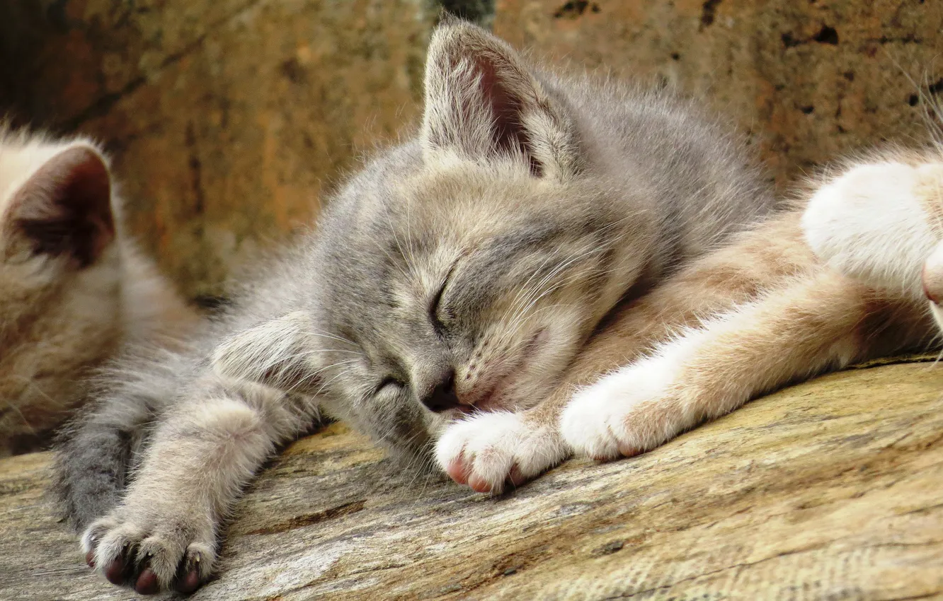 Wallpaper kitty, baby, muzzle, sleeping for mobile and desktop, section ...