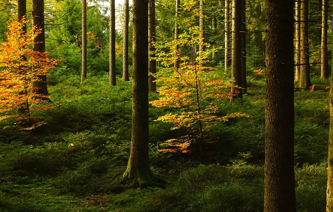 Wallpaper Autumn Forest Trunks For Mobile And Desktop Section