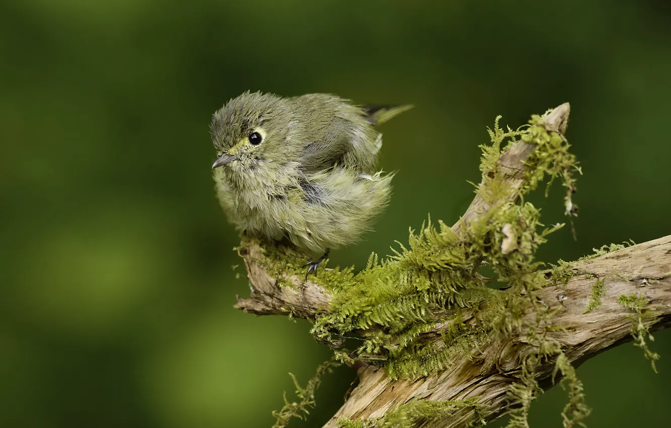 Wallpaper greens, background, moss, bird for mobile and desktop ...