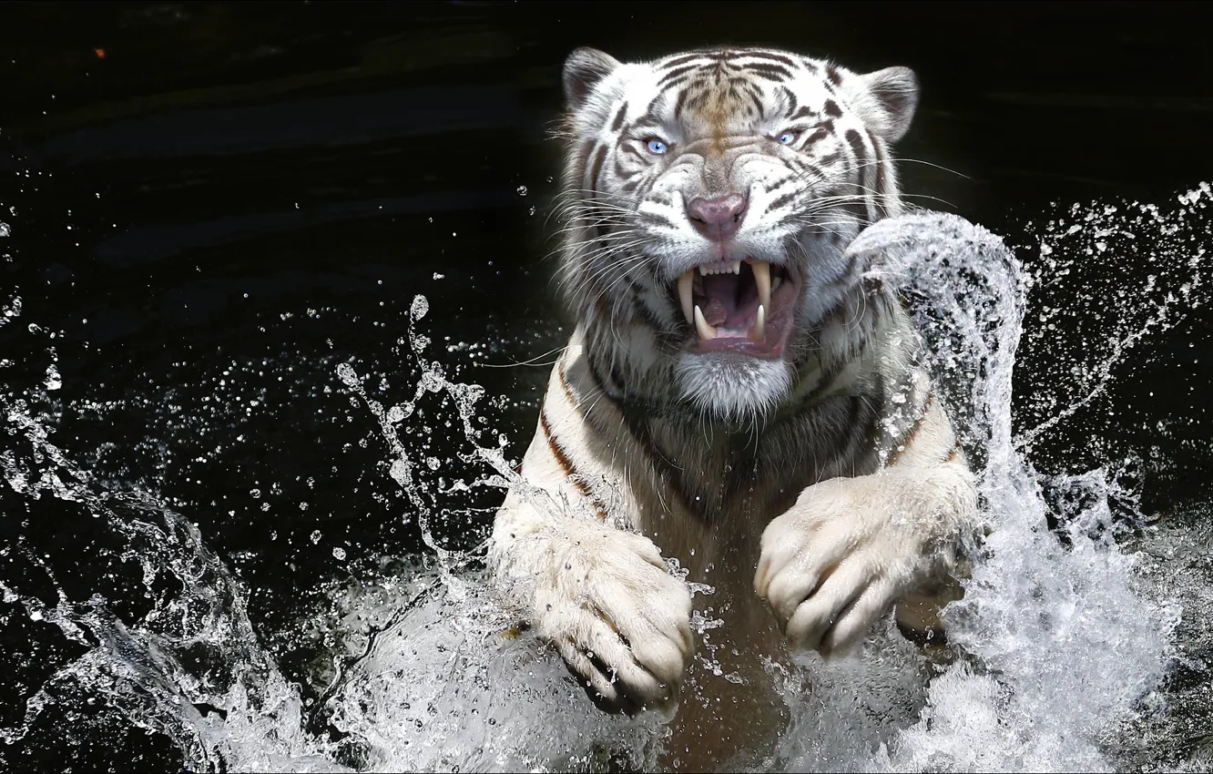 Wallpaper squirt, tiger, black&white, emotions, jump, predator, Raptor ...