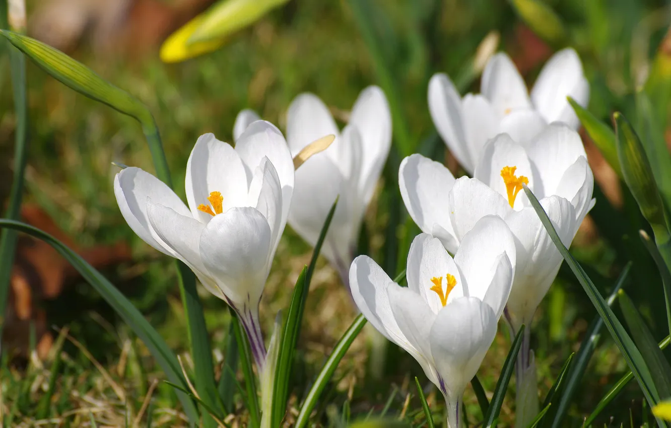Wallpaper flowers, spring, crocuses, white, clearing, primroses, Krokus ...