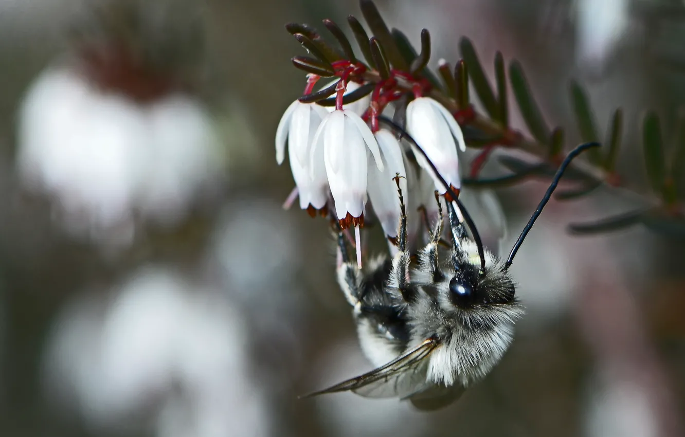 Wallpaper macro, flowers, nature, bee, insect, pollination, Eric, flora ...