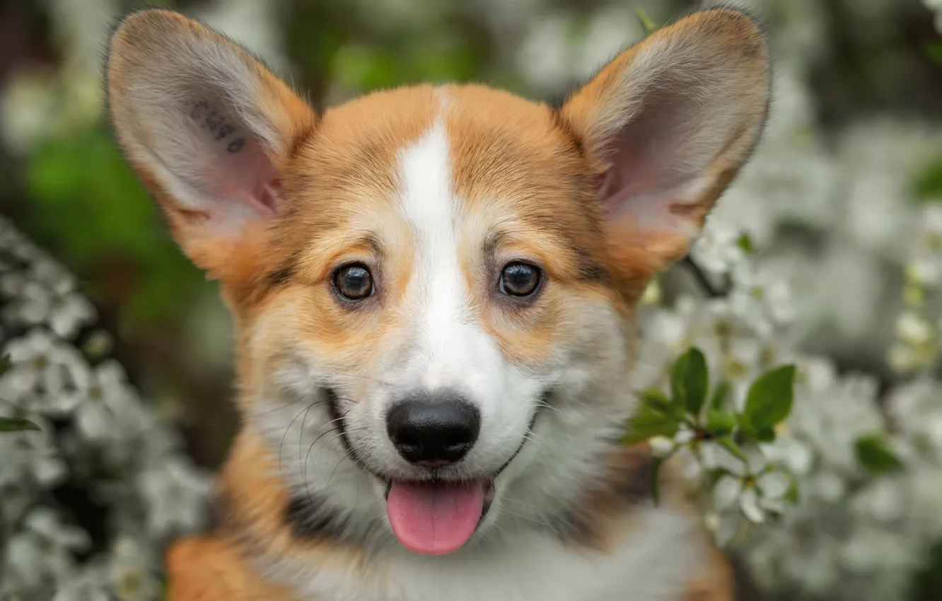 Wallpaper language, look, dog, ears, face, Welsh Corgi, Julia Zubkova ...