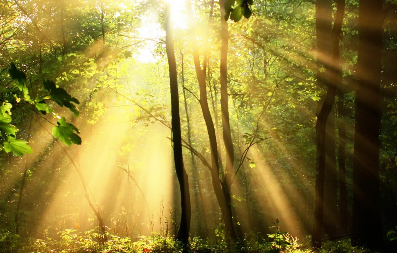Wallpaper forest, light, light, forest, nature, nature. morning for ...