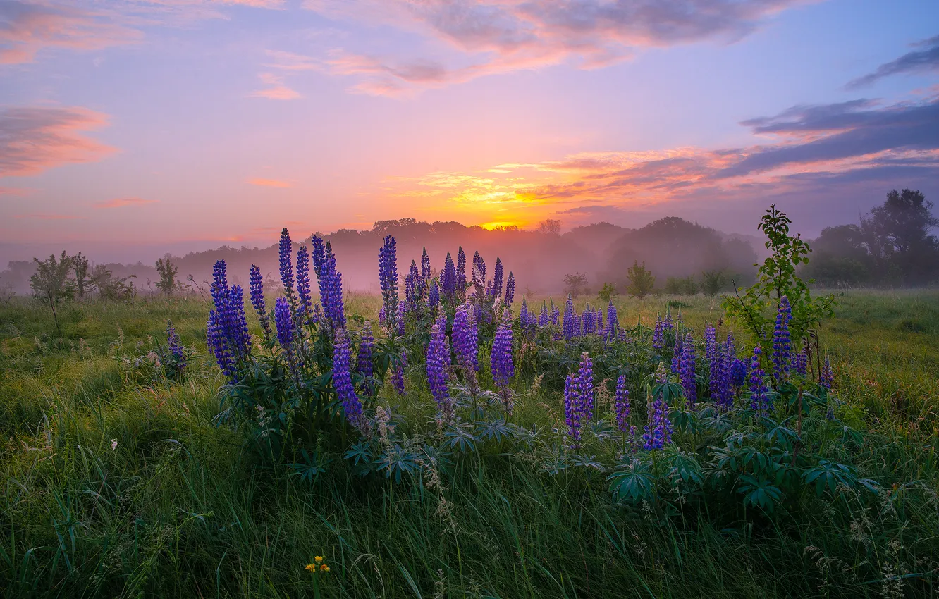 Wallpaper the sky, grass, clouds, beauty, sunrise, lupins, Roman Ignatiev for mobile and desktop ...
