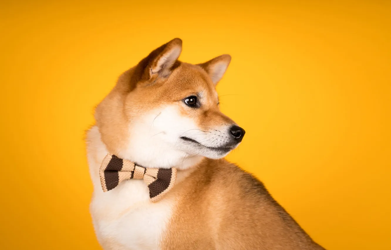 Wallpaper look, portrait, dog, face, photoshoot, bow tie, Shiba inu ...