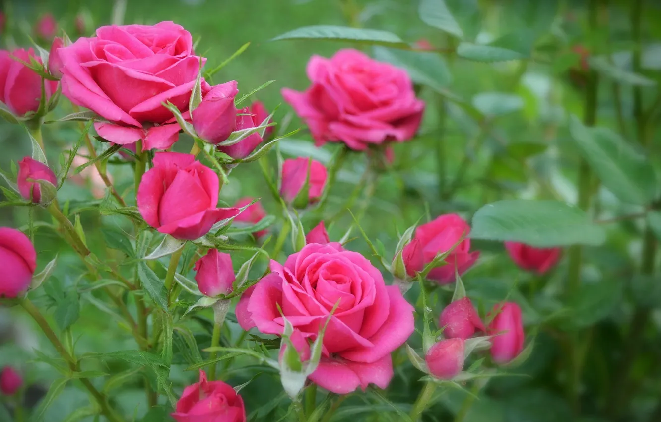 Wallpaper bokeh, bokeh, pink roses, Pink roses for mobile and desktop, section цветы, resolution ...