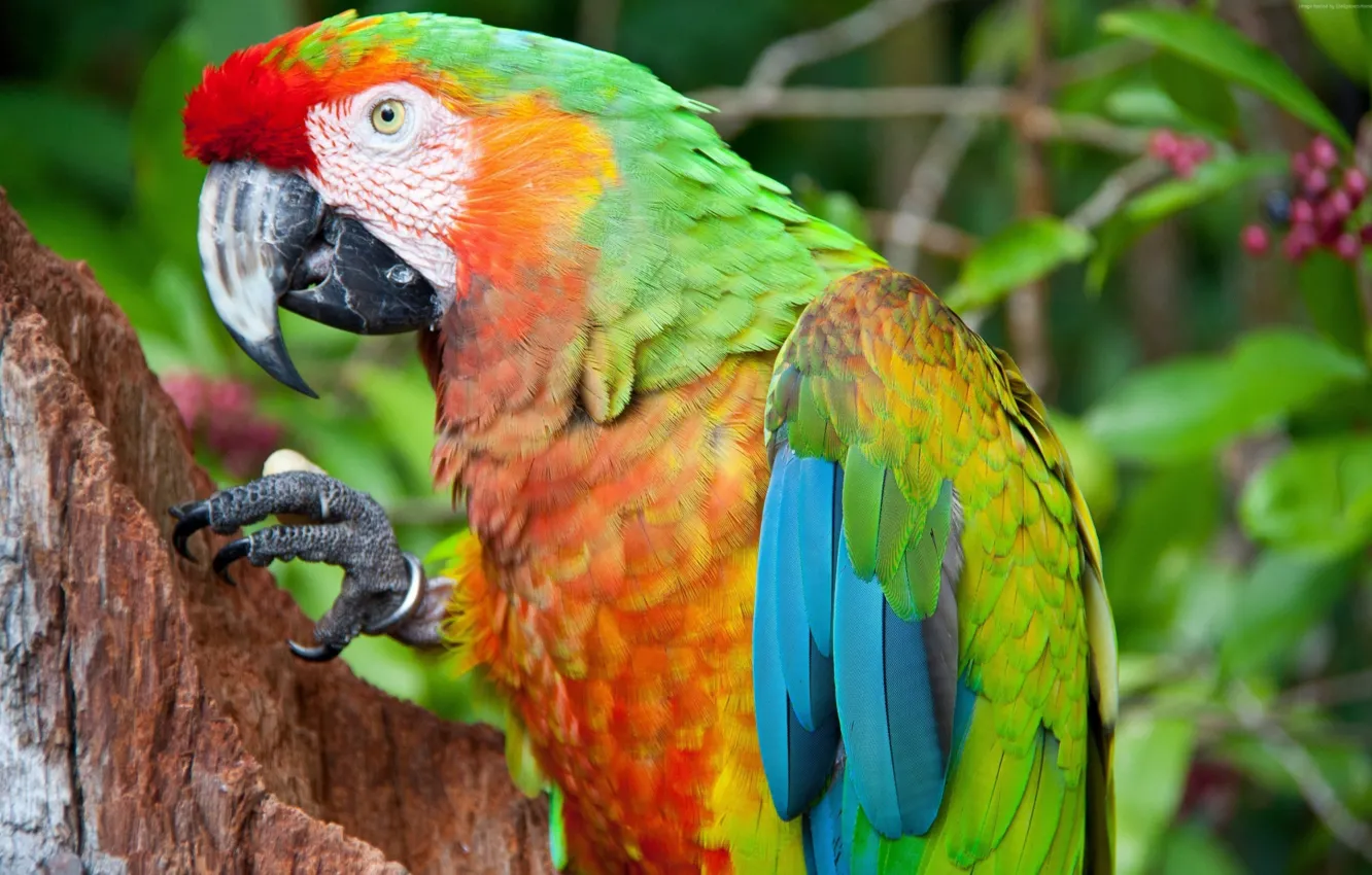 Wallpaper tropics, bird, parrot, Aru for mobile and desktop, section ...