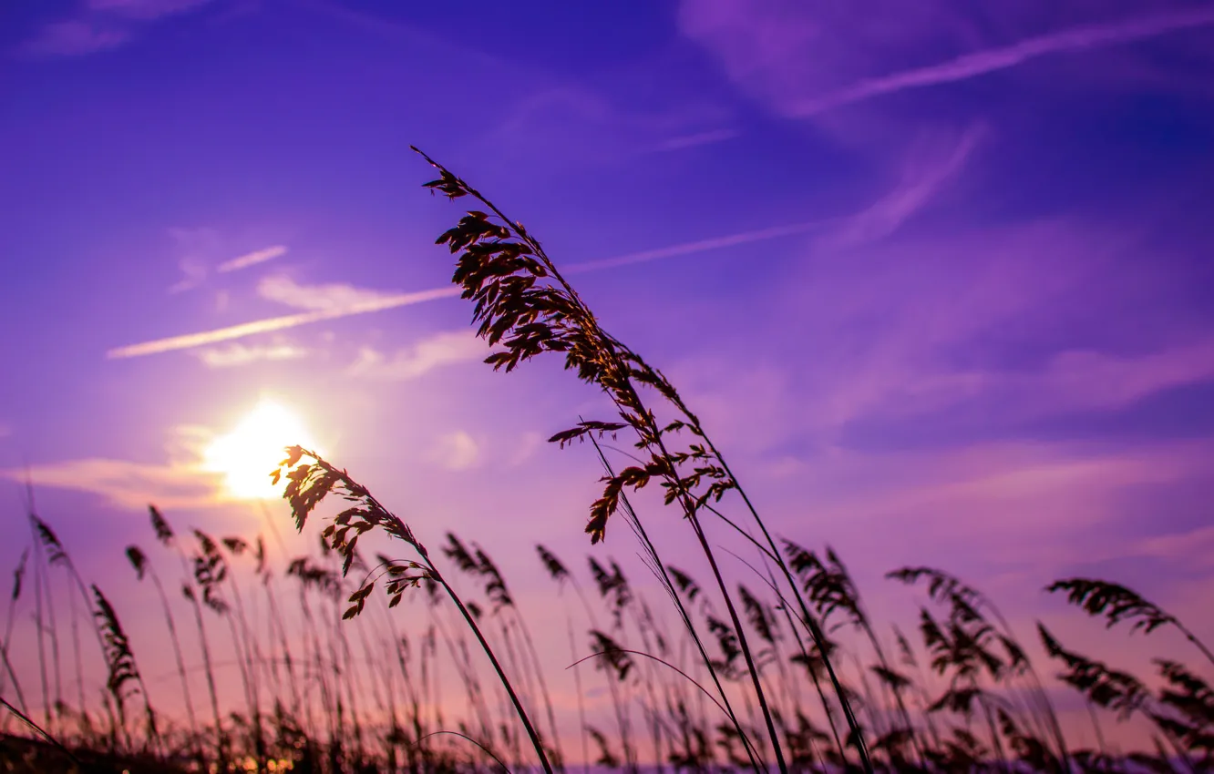 Wallpaper the sky, sunrise, dawn, reed for mobile and desktop, section ...