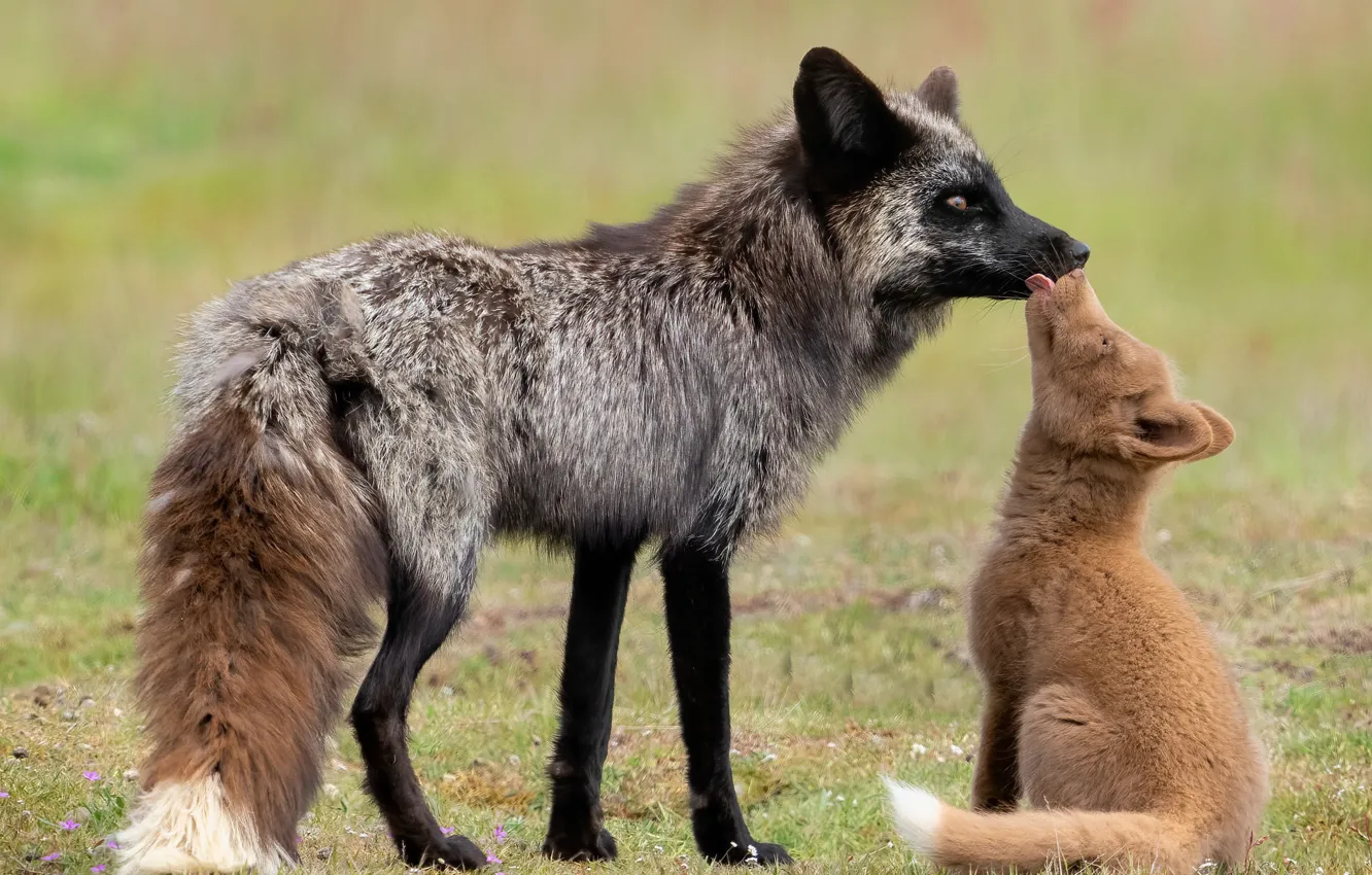 Wallpaper language, pose, glade, Fox, Fox, weasel, a couple, cub for ...