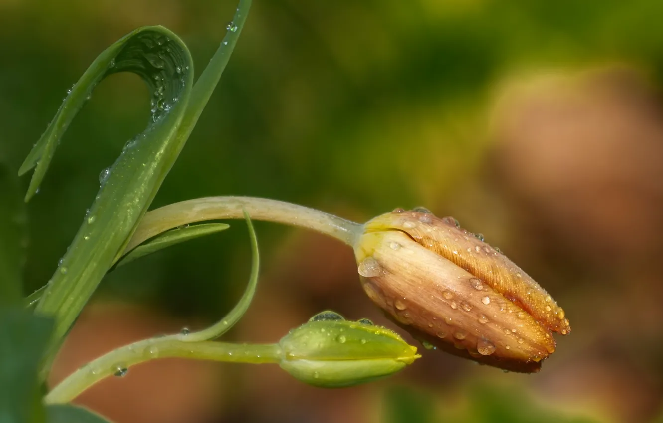 Wallpaper flower, leaves, drops, orange, background, Tulip, spring, Bud for mobile and desktop ...