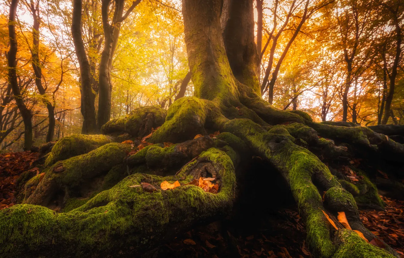 Wallpaper autumn, leaves, trees, branches, roots, moss for mobile and ...