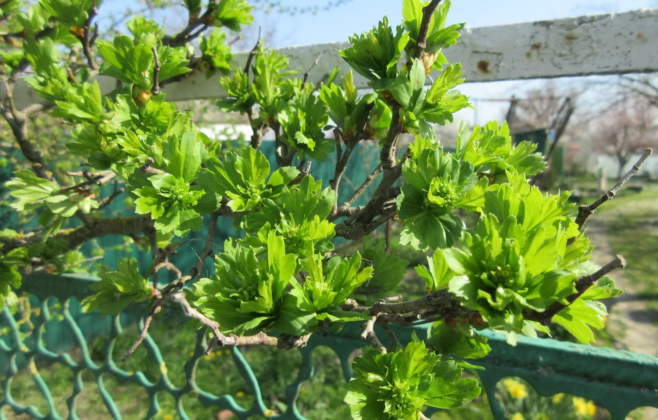 Wallpaper greens, branches, young leaves, spring 2018, Mamala © for ...