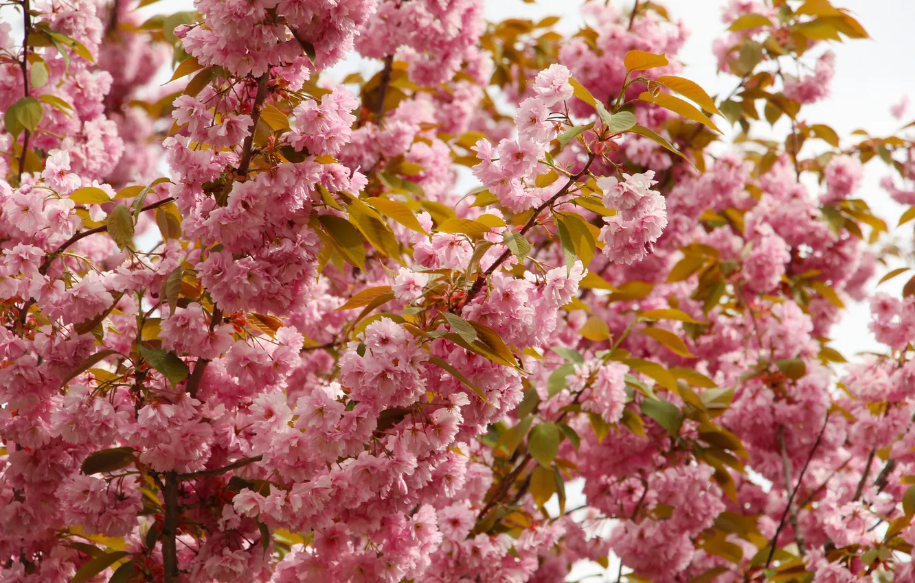 Wallpaper flower, tree, blooming for mobile and desktop, section ...