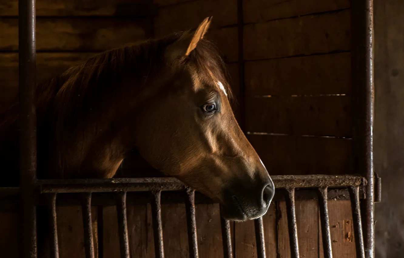 Wallpaper background, horse, stall for mobile and desktop, section ...