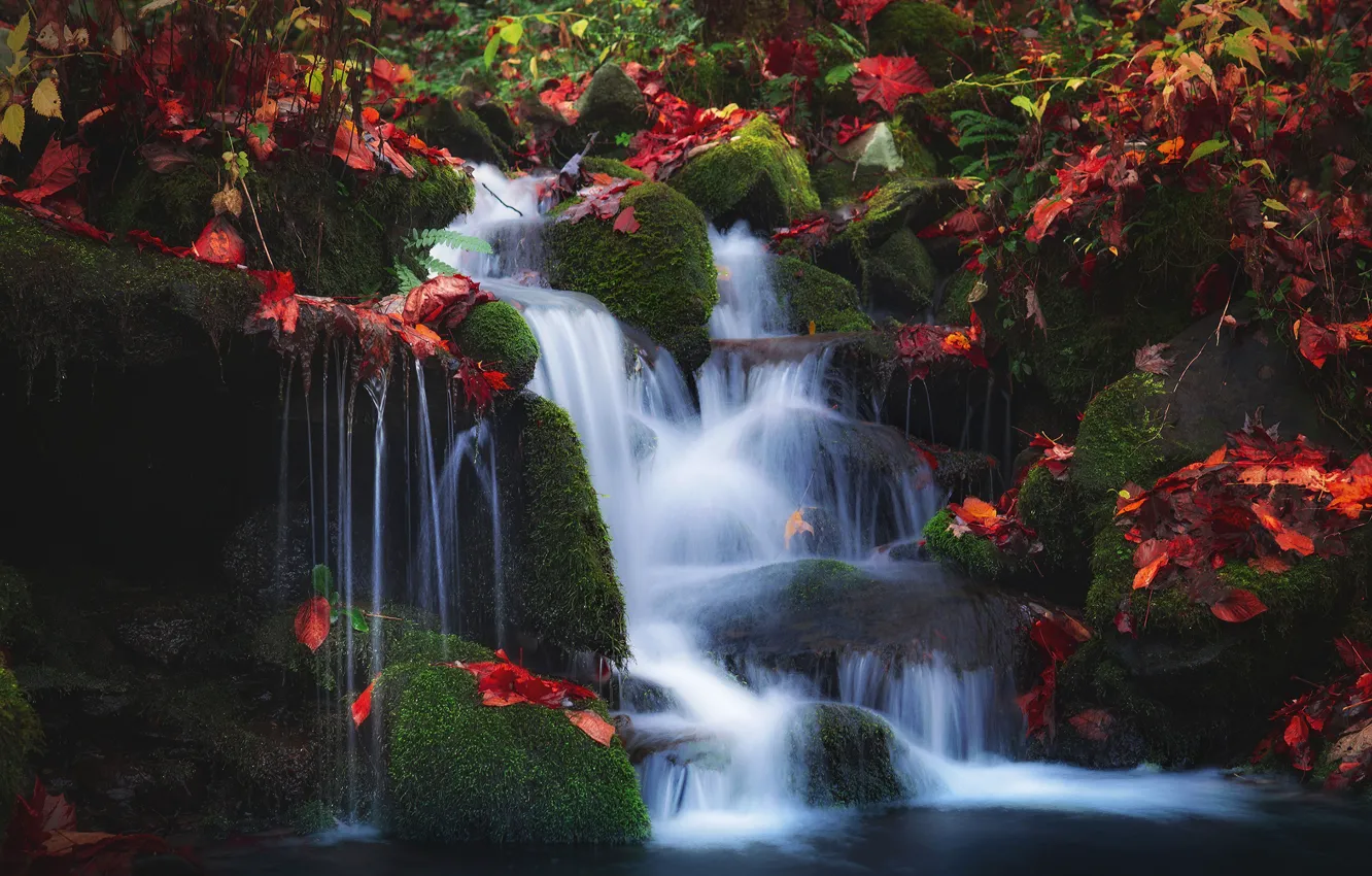 Wallpaper autumn, leaves, waterfall, moss for mobile and desktop ...