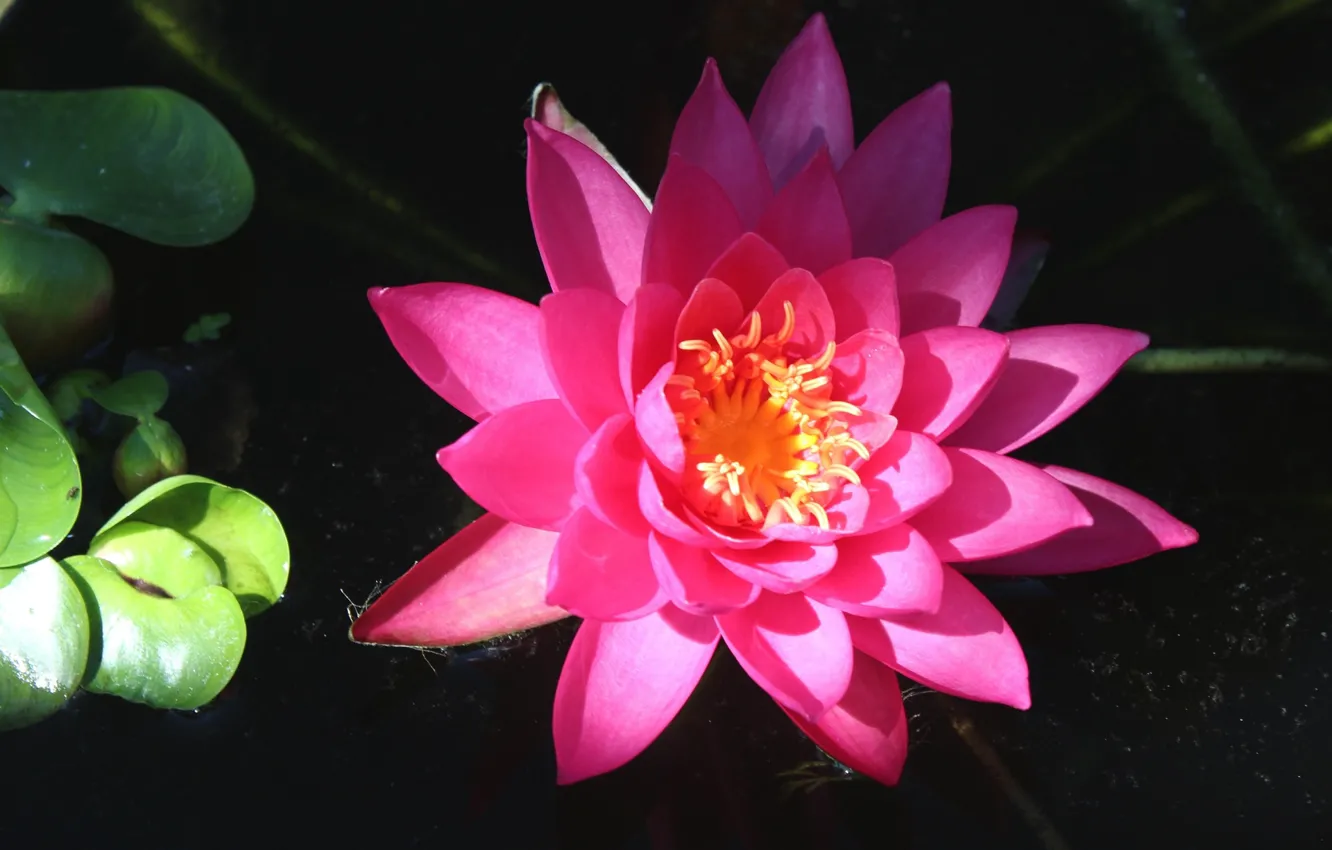 Wallpaper shadow, water Lily, pink flower for mobile and desktop ...