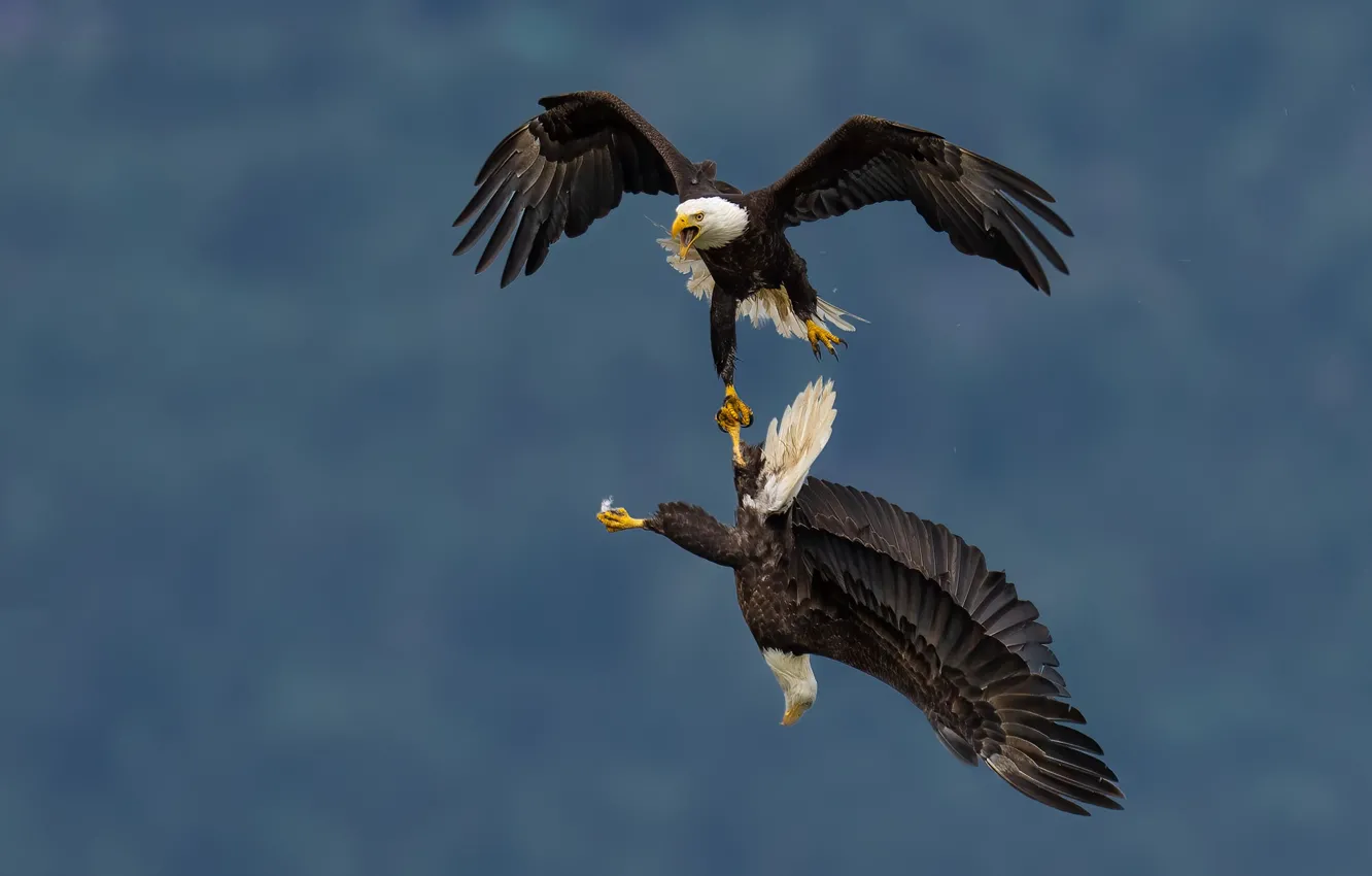 Wallpaper the sky, flight, birds, fight, fight, poses, bald eagle, bald ...