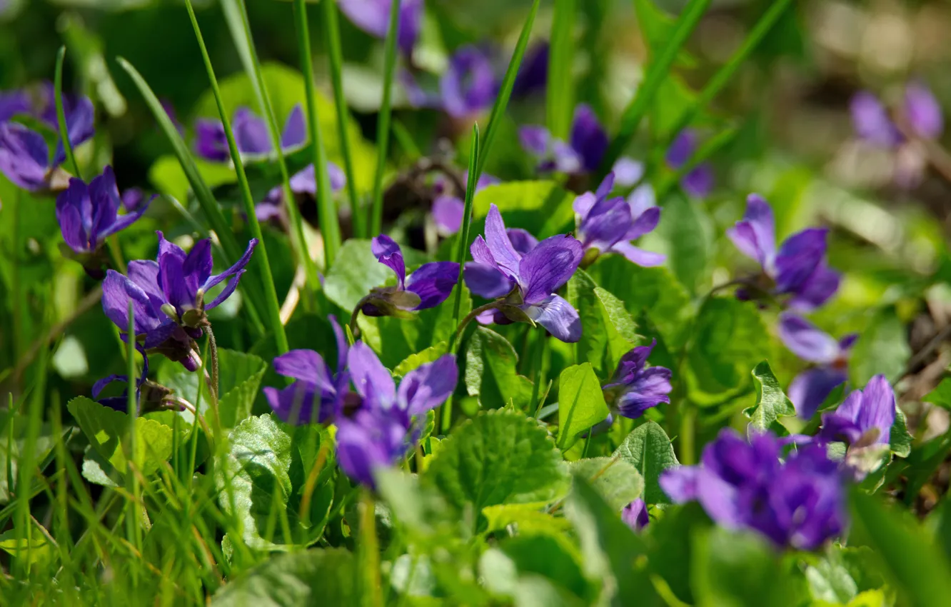 Wallpaper forest, spring, Violet forest, wildflowers for mobile and ...
