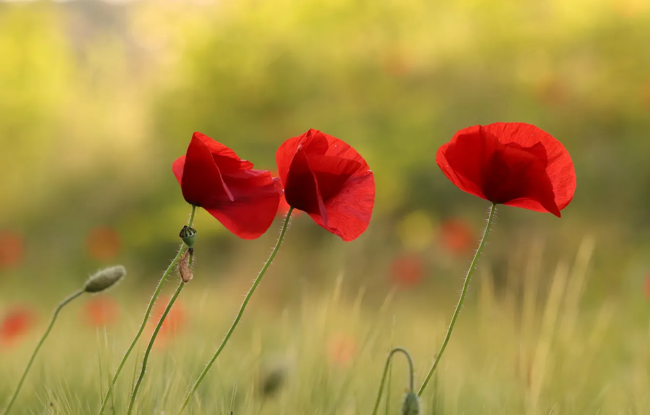 Wallpaper summer, nature, Maki for mobile and desktop, section цветы ...