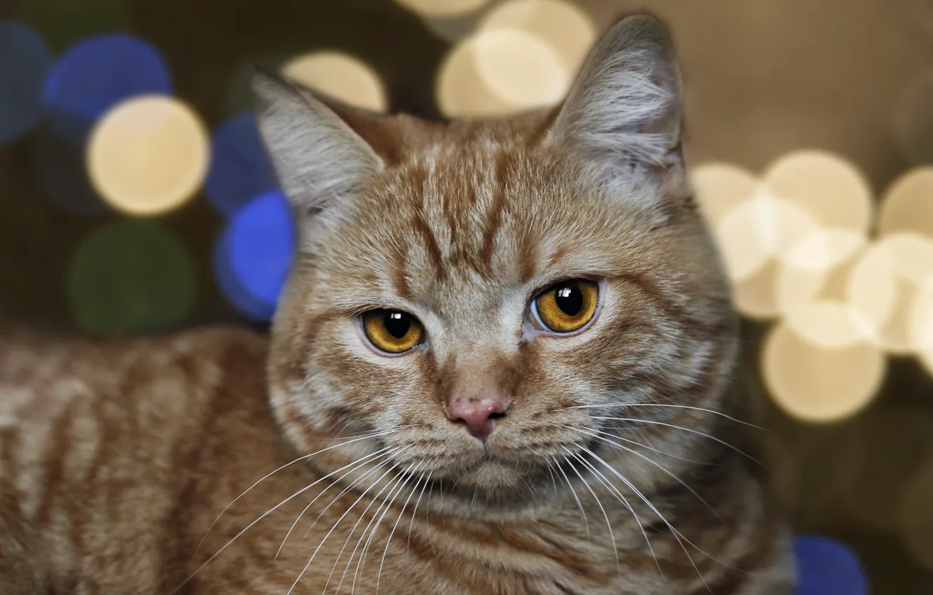 Wallpaper cat, face, background images for desktop, section кошки ...