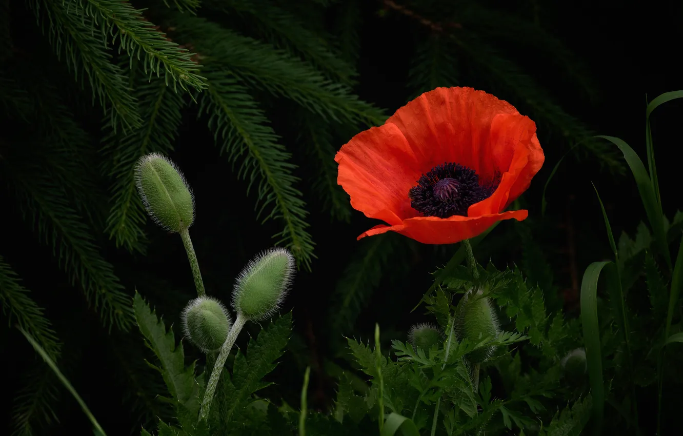 Wallpaper greens, flower, leaves, branches, red, Mac, Maki, black ...