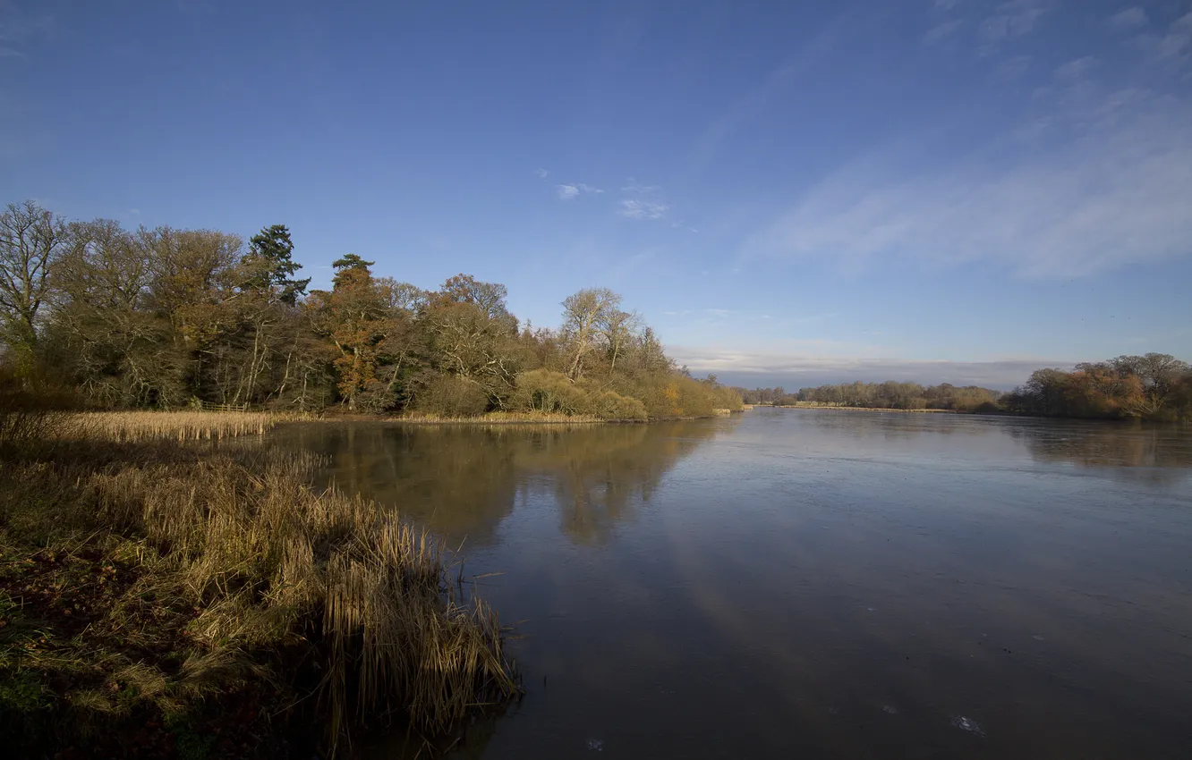 Wallpaper forest, trees, lake, reed for mobile and desktop, section ...