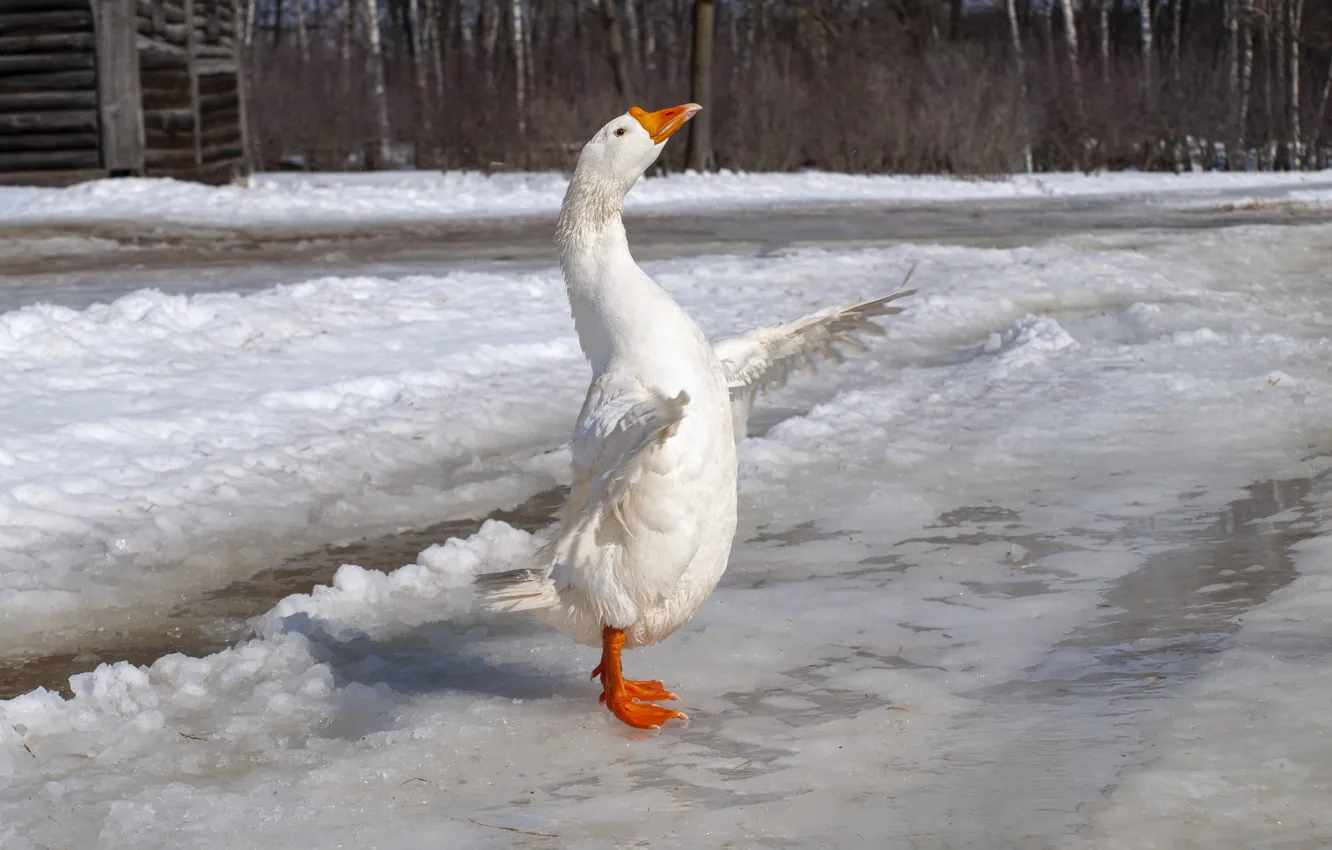 Wallpaper white, snow, wings, spring, geese for mobile and desktop ...