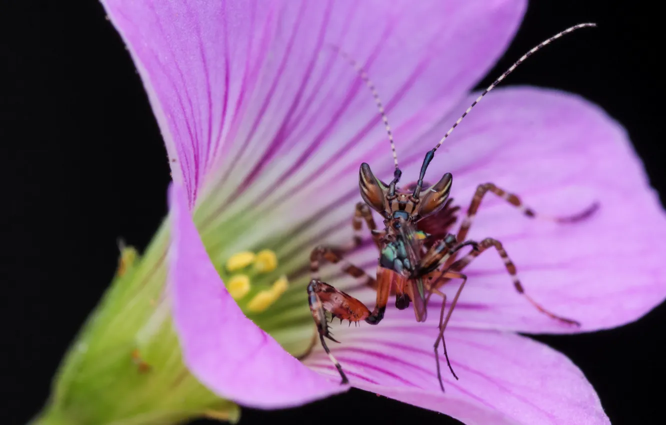 Wallpaper flower, macro, background, mantis, insect for mobile and ...