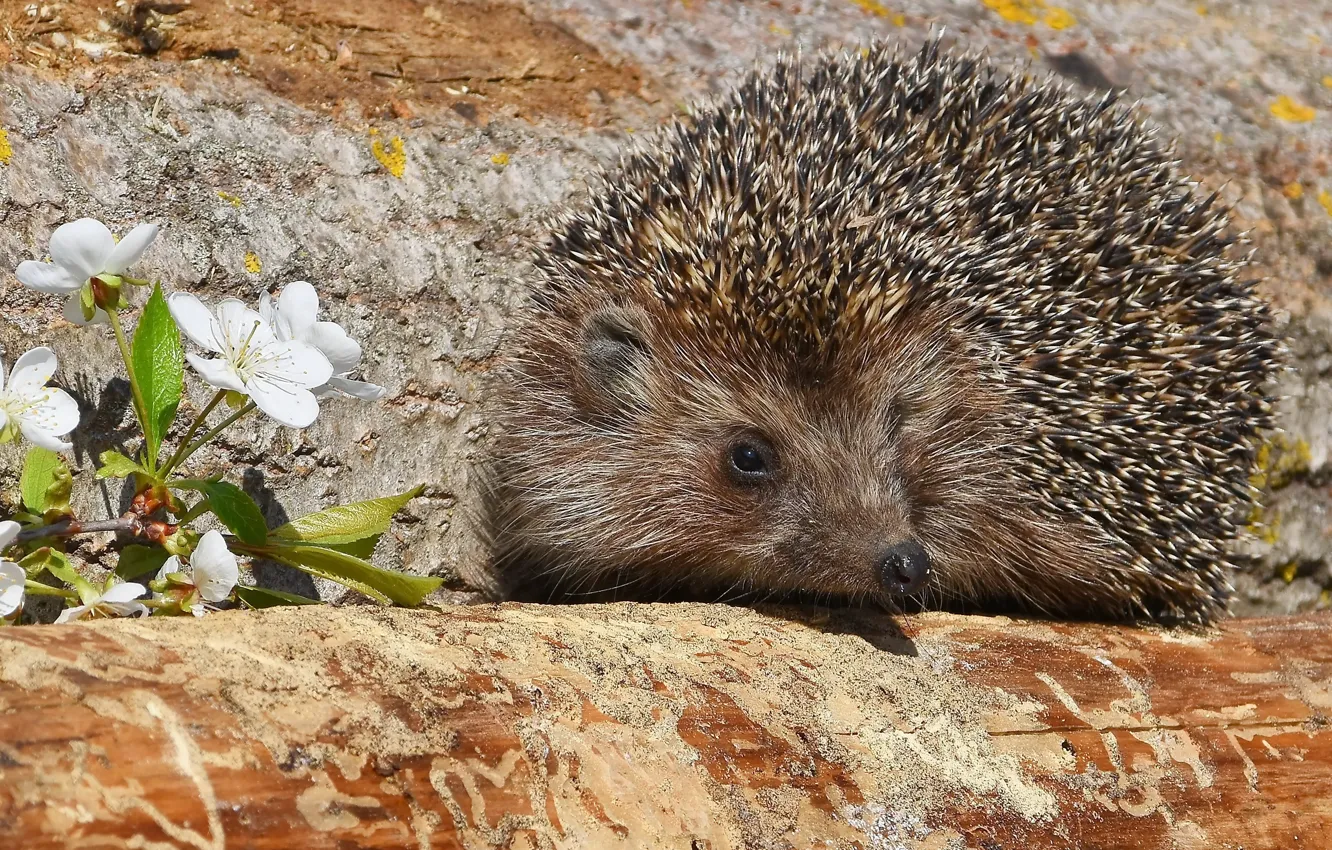Wallpaper nature, spring, hedgehog for mobile and desktop, section ...