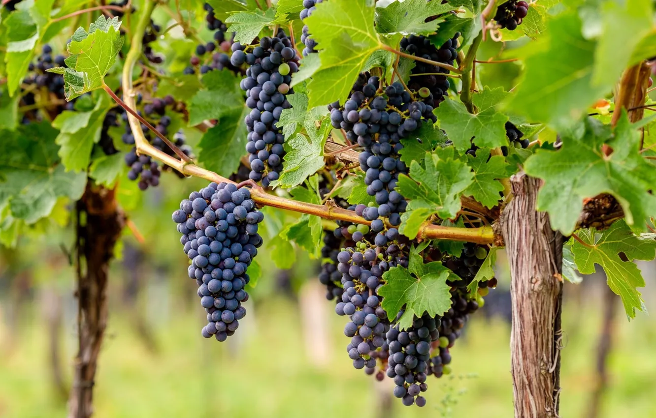 Wallpaper background, grapes, bokeh for mobile and desktop, section природа, resolution ...