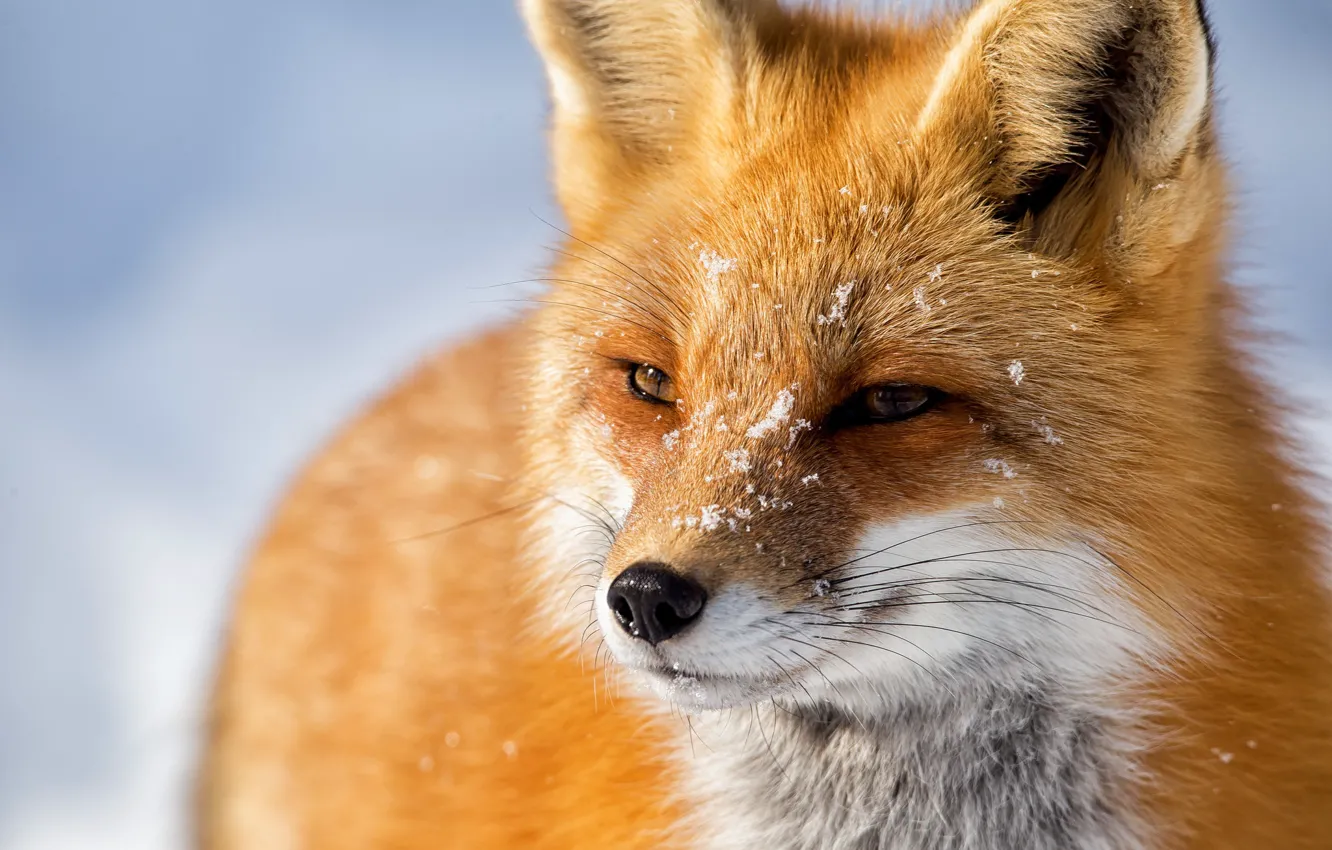 Wallpaper face, snow, Fox, red for mobile and desktop, section животные ...
