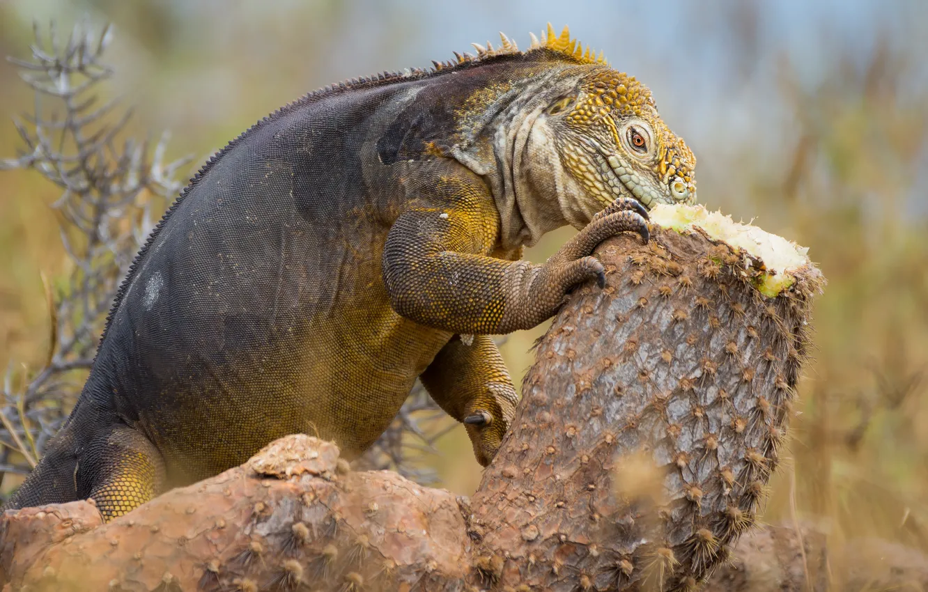 Wallpaper look, pose, paws, cactus, iguana, reptile for mobile and ...