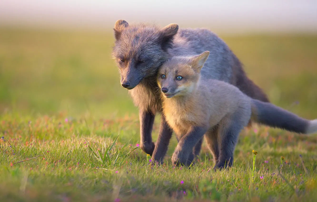 Wallpaper Fox, pair, Fox, mom, Fox images for desktop, section животные ...