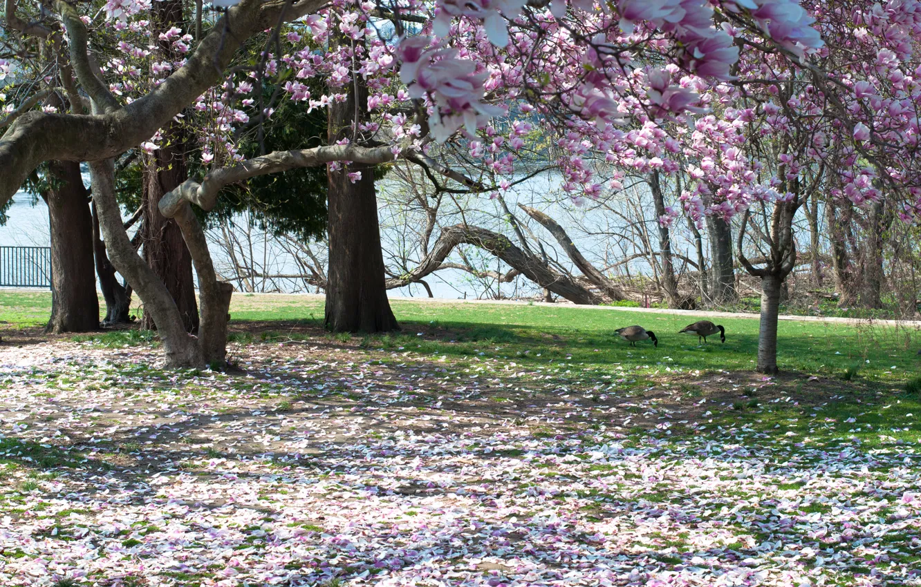 Wallpaper Park, Nature, spring, petals, flowering, trees, nature ...