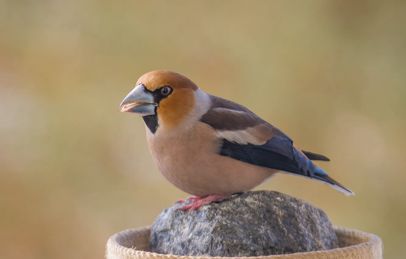 Wallpaper birds, bokeh, Grosbeak, photohunt for mobile and desktop ...