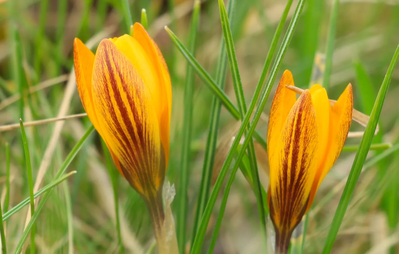 Wallpaper flower, yellow, Crocus for mobile and desktop, section ...