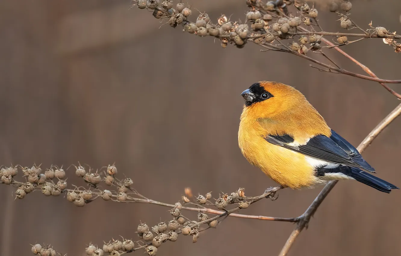 Wallpaper branches, bird, plant, bullfinch, yellow, brown background ...