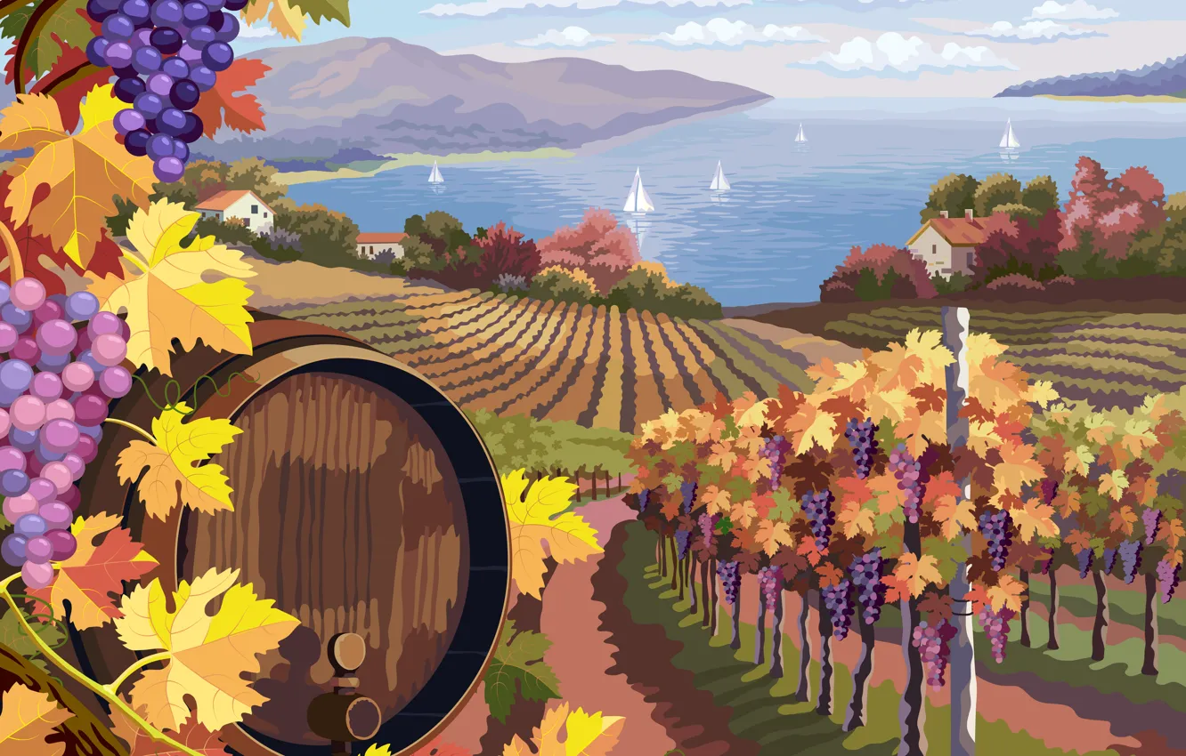 Wallpaper nature, wine, landscape, grapes, bunch, vineyard, barrel ...
