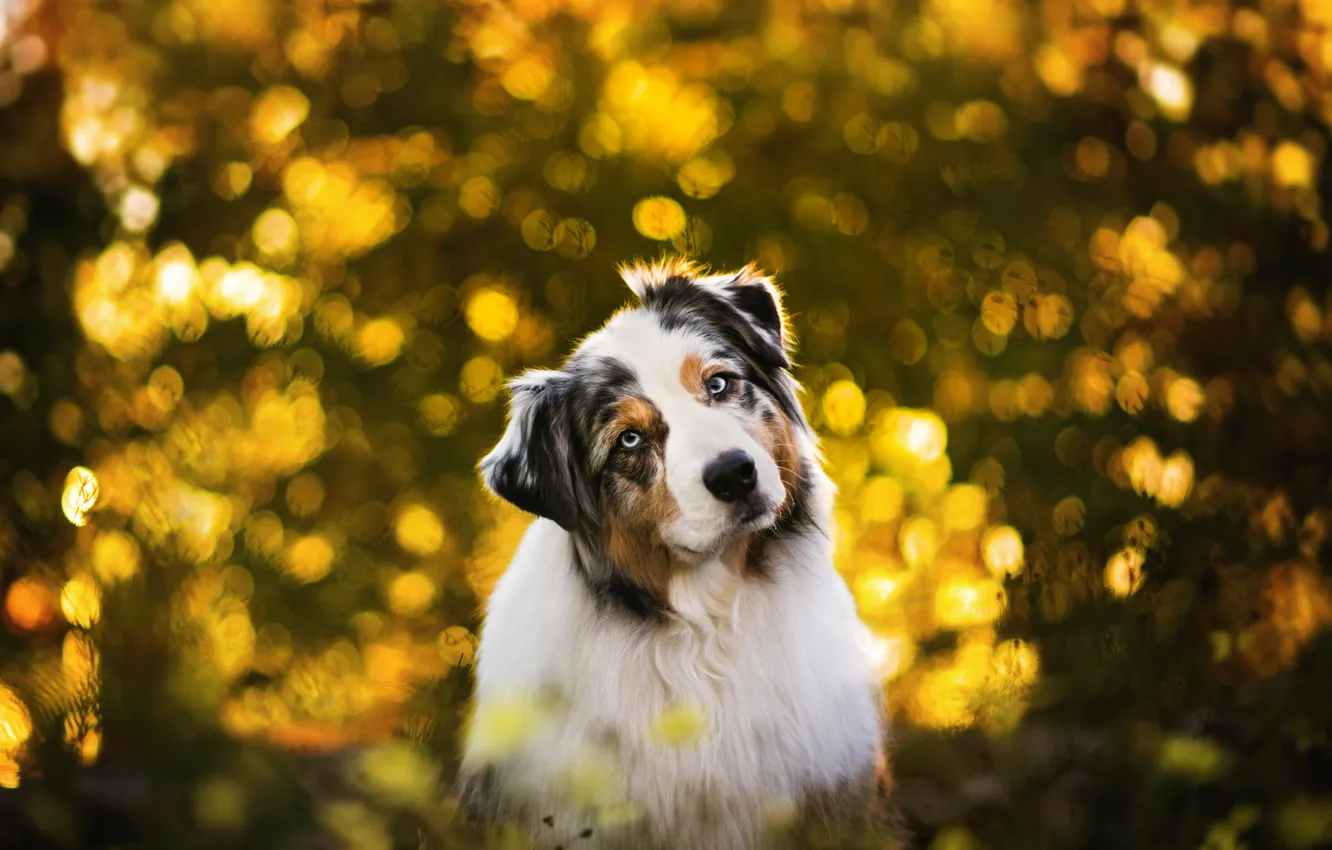 Wallpaper look, nature, pose, dog, face, Aussie for mobile and desktop ...