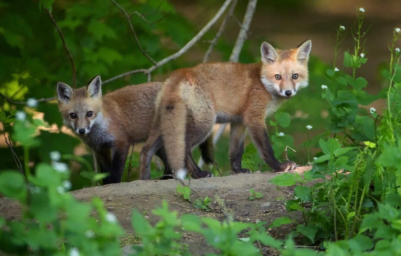 Wallpaper look, nature, two, Fox, pair, Fox, Fox, two Fox for mobile ...